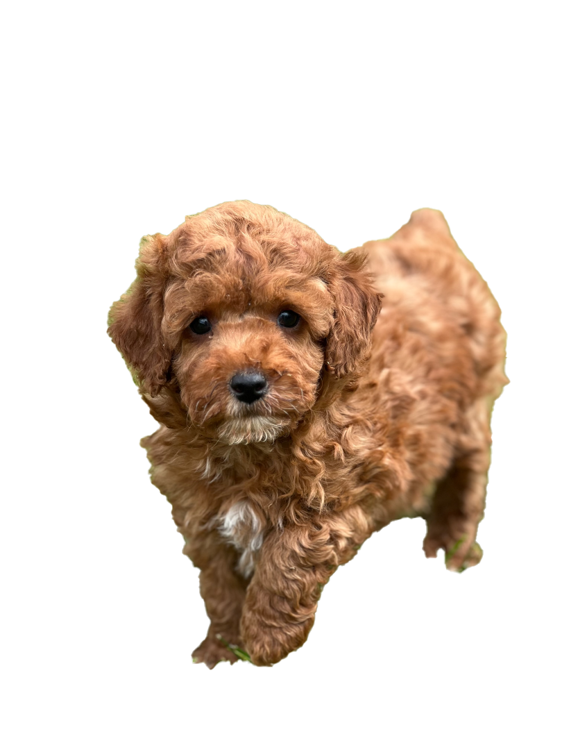 Poedel pup - Felicanis Hondenkennel
